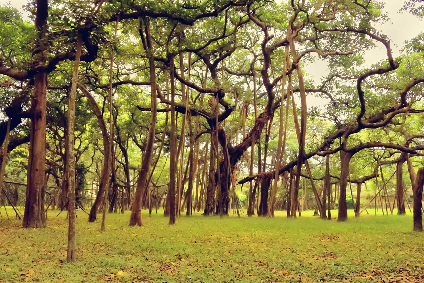 The Great Banyan | The tree in India that looks like a forest - Great ...