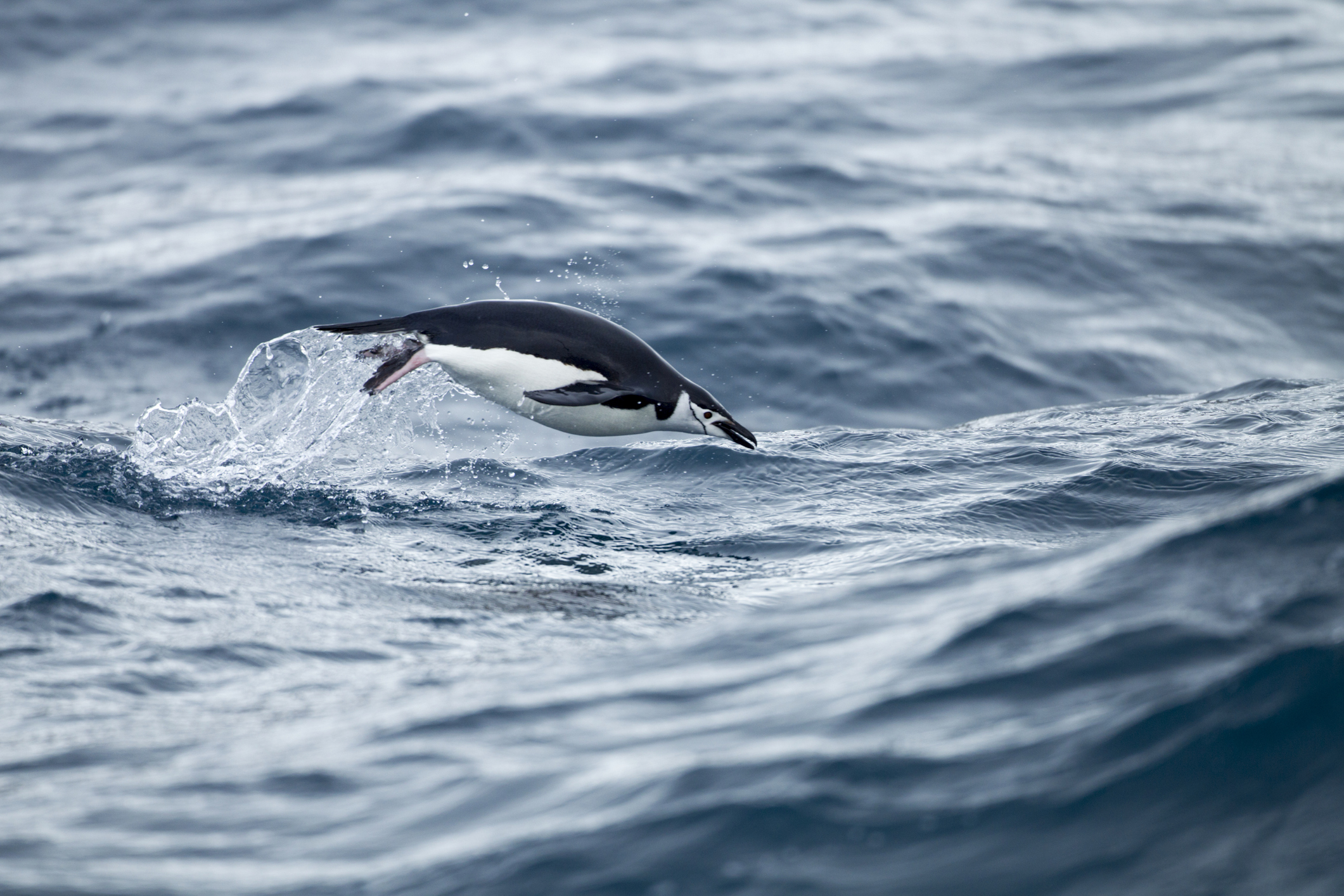Deception Island | What secret is this beautiful Antarctic island ...