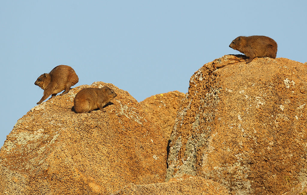 Is this the elephant's closest relative? - Great Big Story