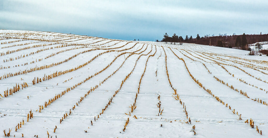 Nature Archives - Great Big Story
