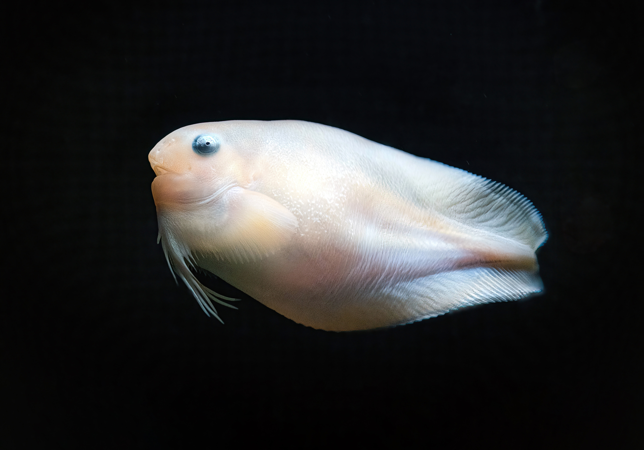 What is the deepest fish in the sea? - Great Big Story