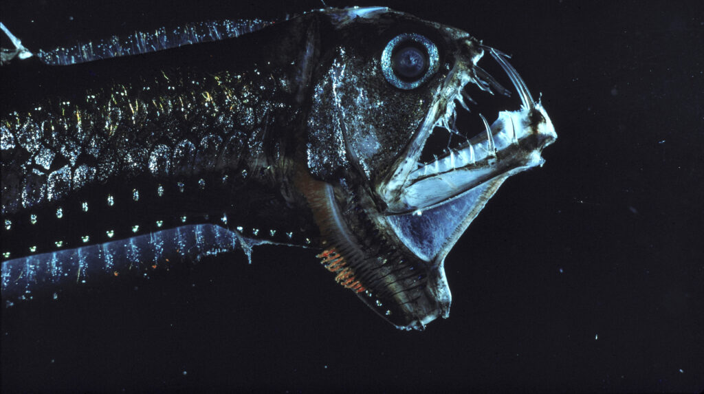 Environment Archives - Great Big Story