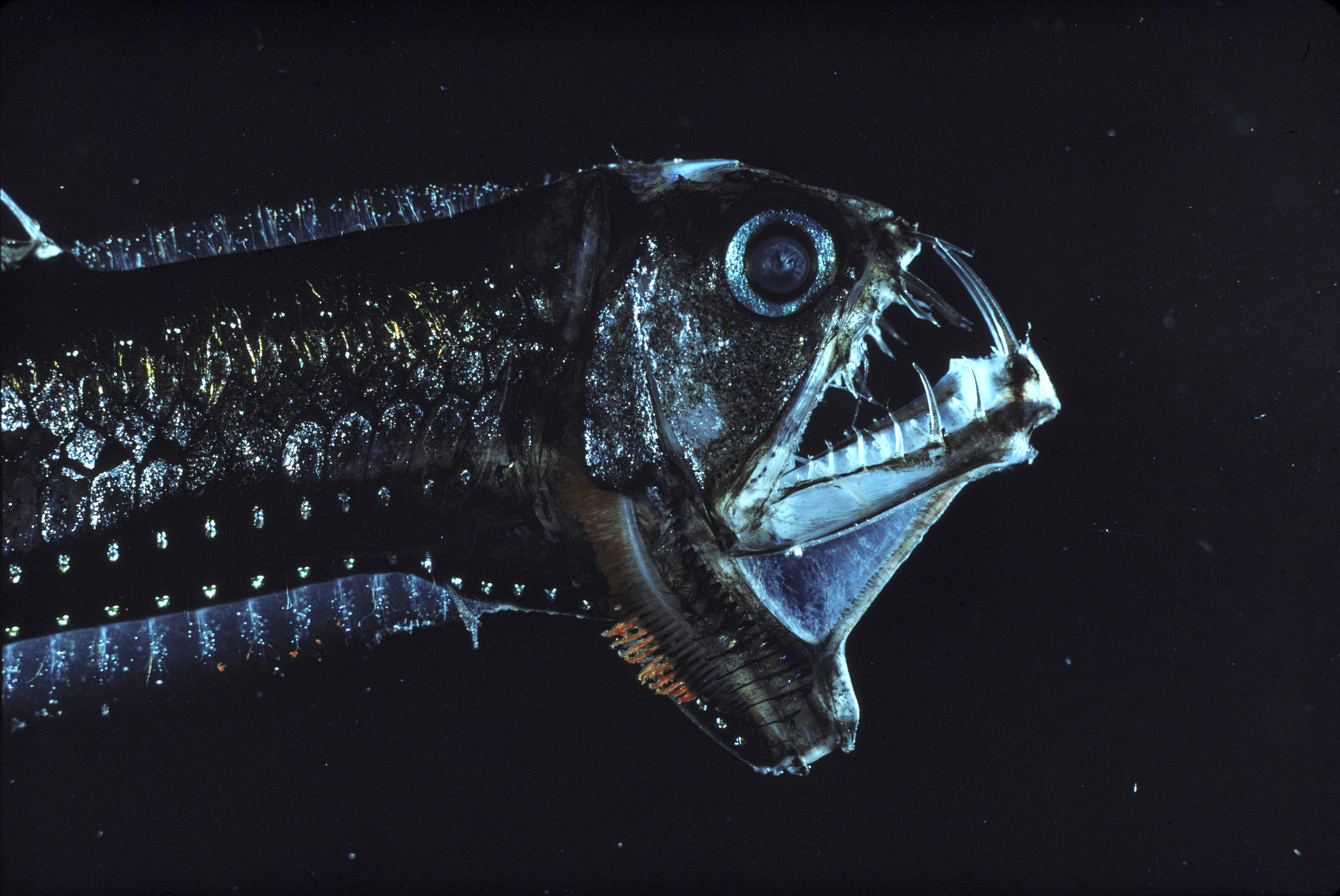 Environment Archives - Page 2 of 3 - Great Big Story