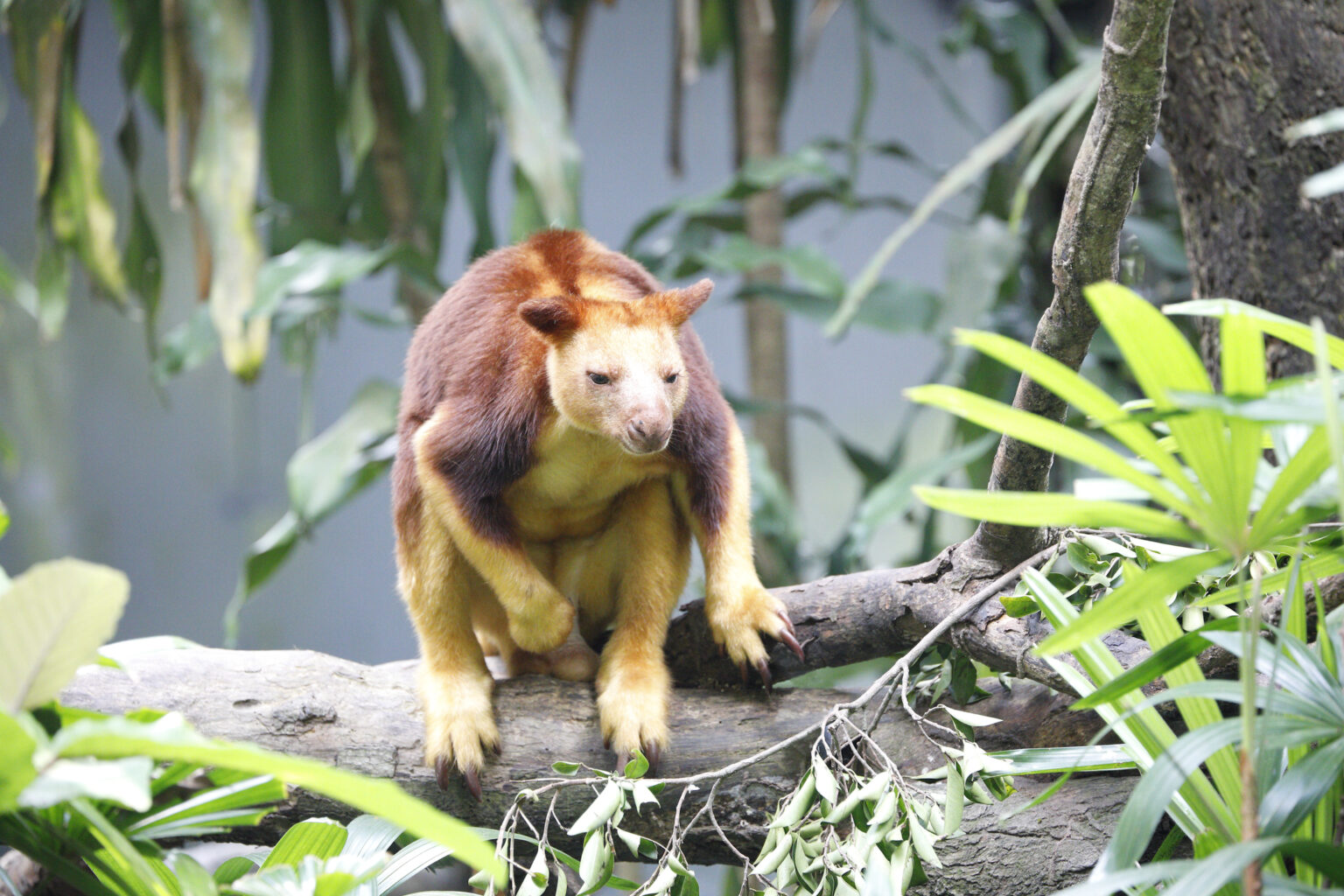 The kangaroo that lives up in the trees | Great Big Story
