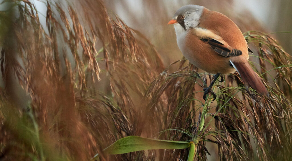 Animals Archives - Great Big Story