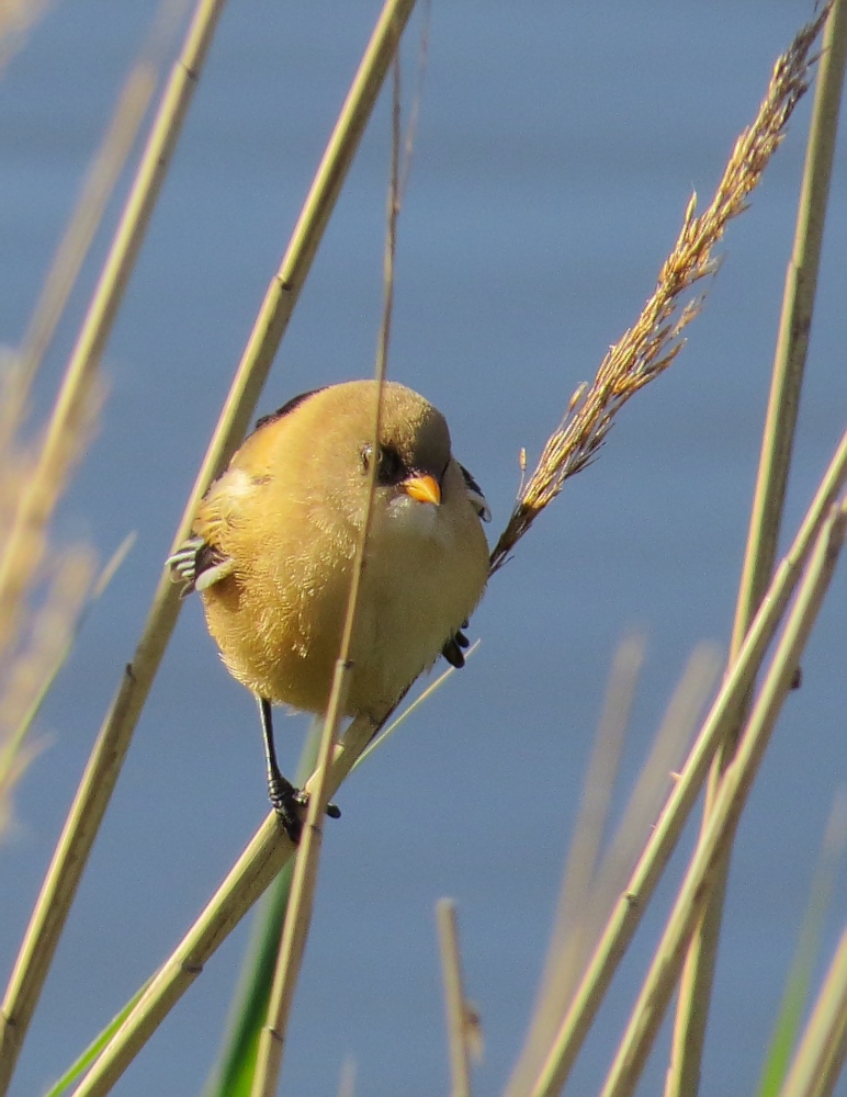 Is this the roundest bird in the world? - Great Big Story