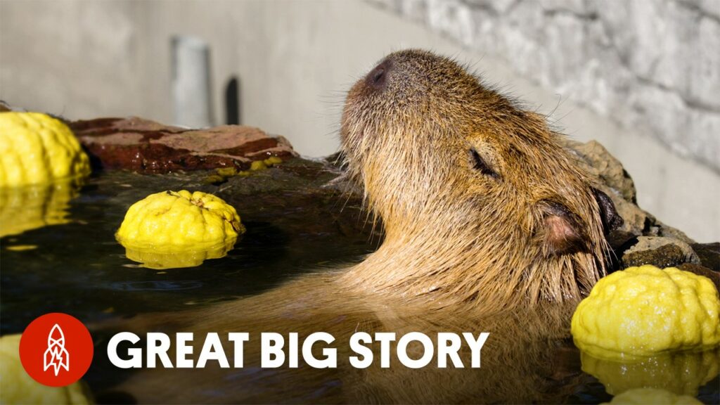 Animals Archives - Great Big Story