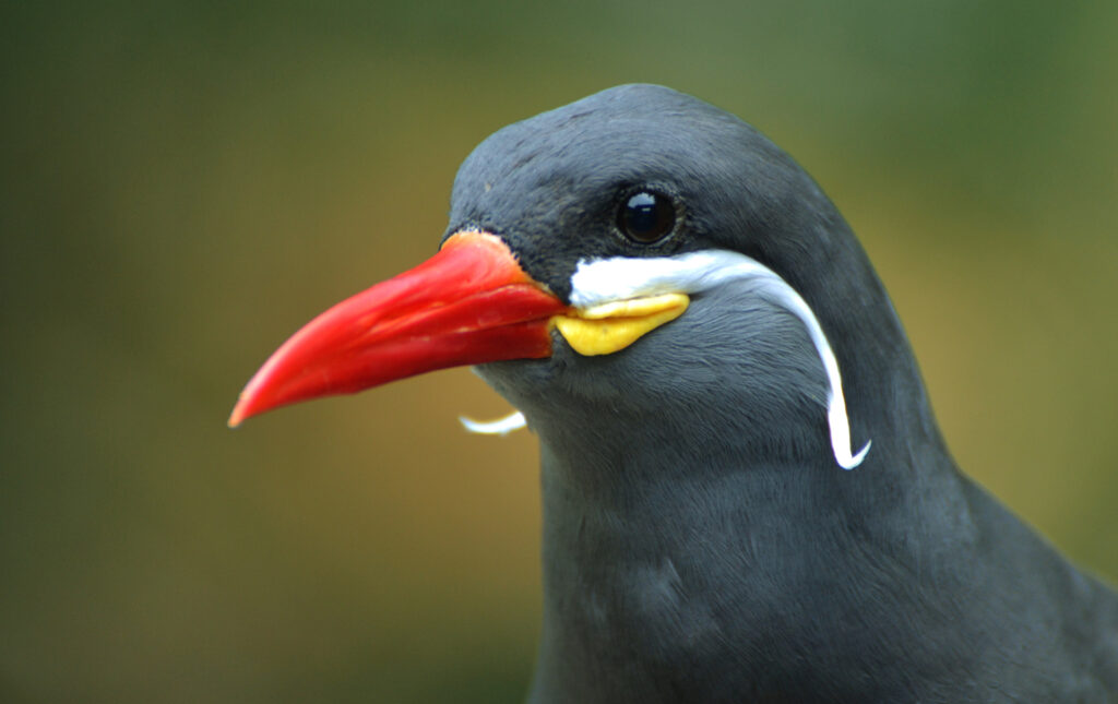 Does this bird have the best mustache? - Great Big Story