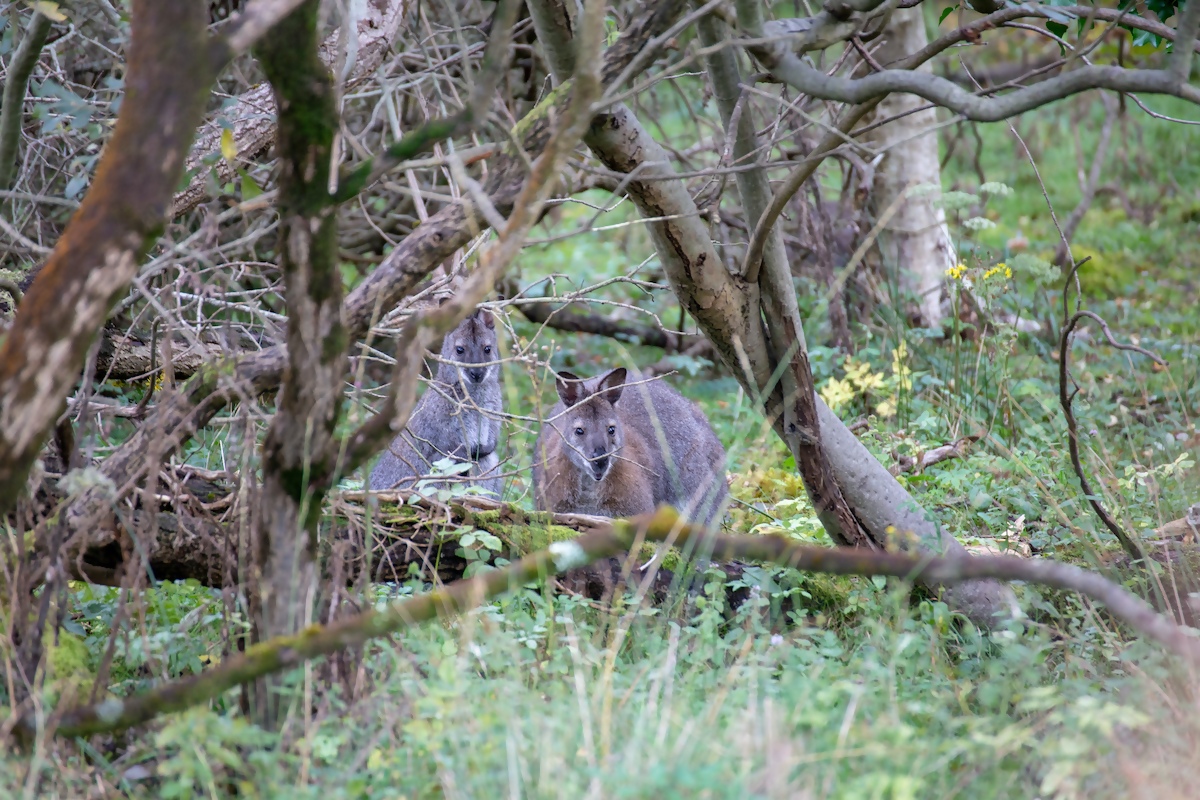These wild wallabies are a long way from home - Great Big Story