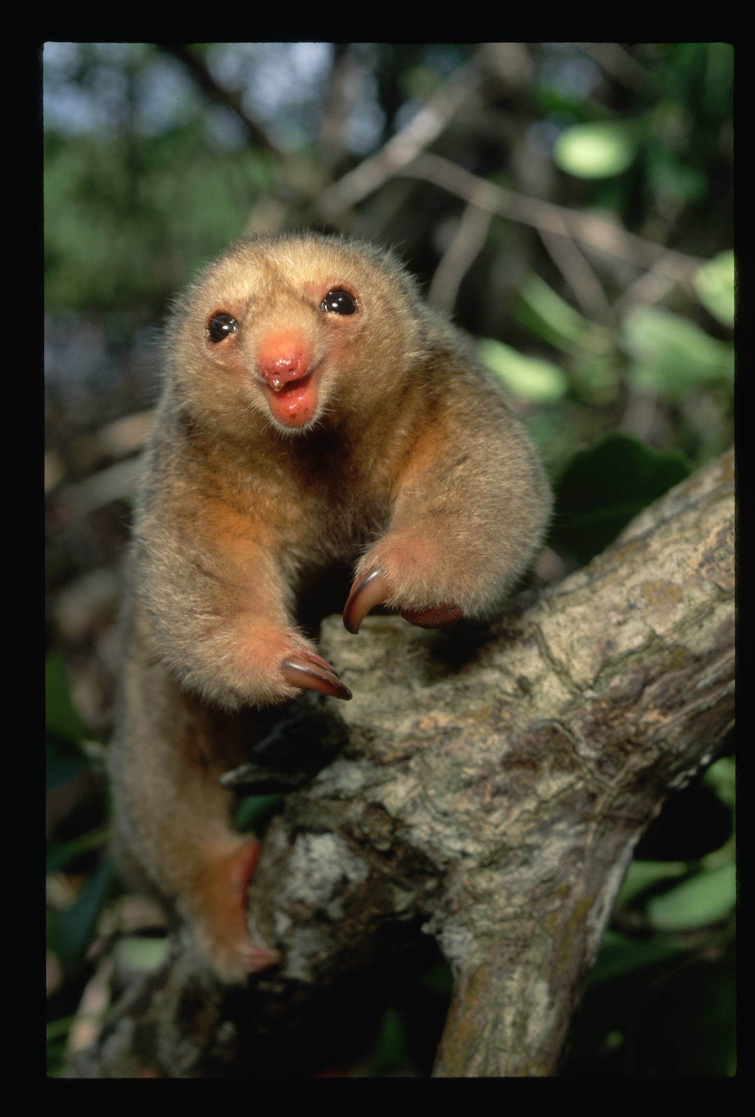 Silky anteater | Meet the smallest anteater in the world - Great Big Story