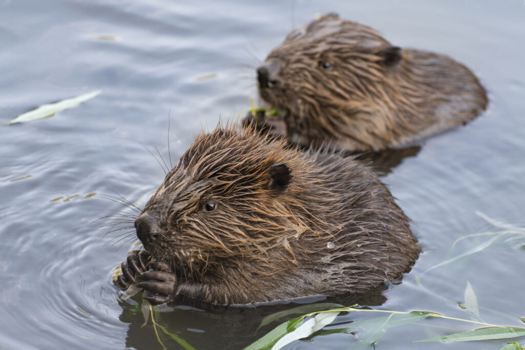 When 76 beavers parachuted into Idaho - Great Big Story