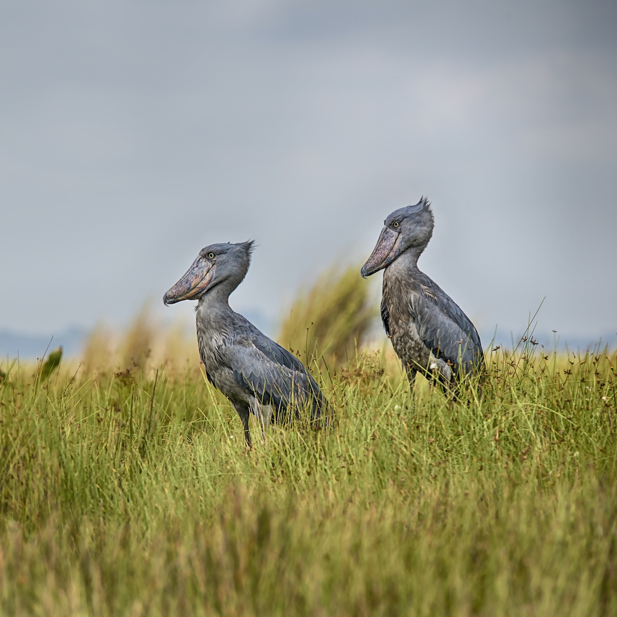 Shoebill | The giant ancient bird that can eat crocodiles - Great Big Story