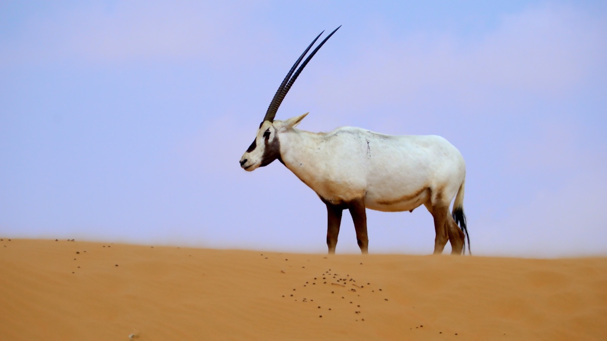 How Did This Animal Survive Extinction In Dubai? - Great Big Story