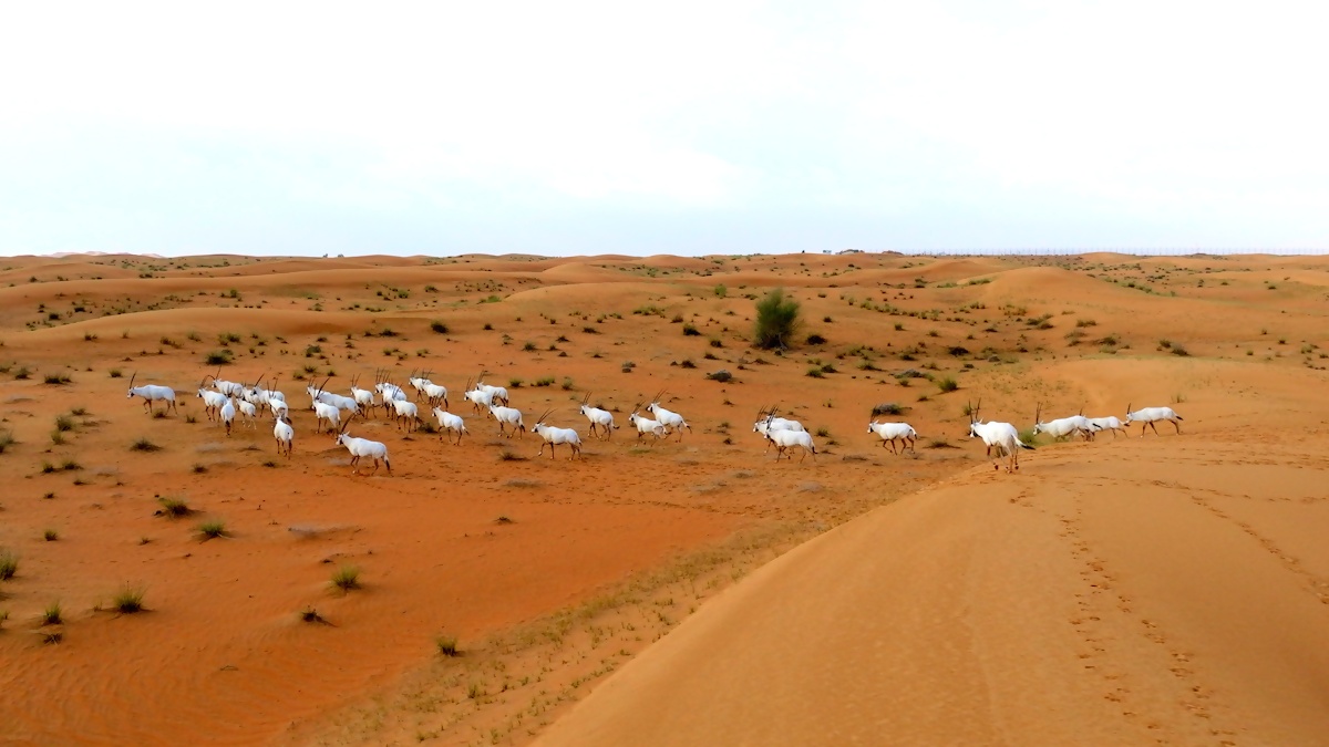 How Did This Animal Survive Extinction In Dubai? - Great Big Story