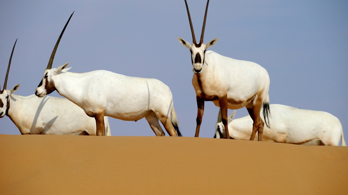 How Did This Animal Survive Extinction In Dubai? - Great Big Story