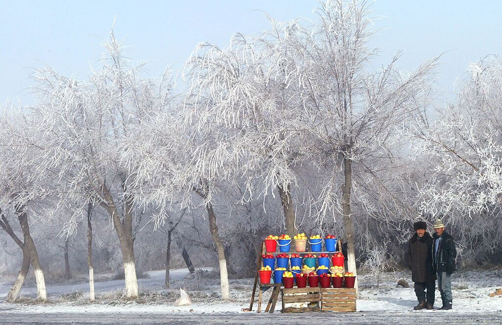 Almaty’s Apples | The last wild apple forests in the world - Great Big ...