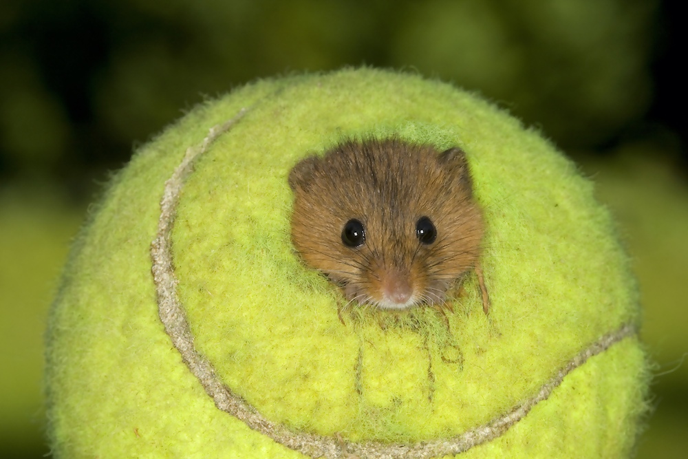 Game, Set, Mouse | Meet the beneficiaries of Wimbledon’s recycled ...